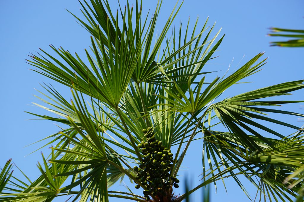 Espèces de palmier : quels sont leurs fruits ? - Jardin Fruitier